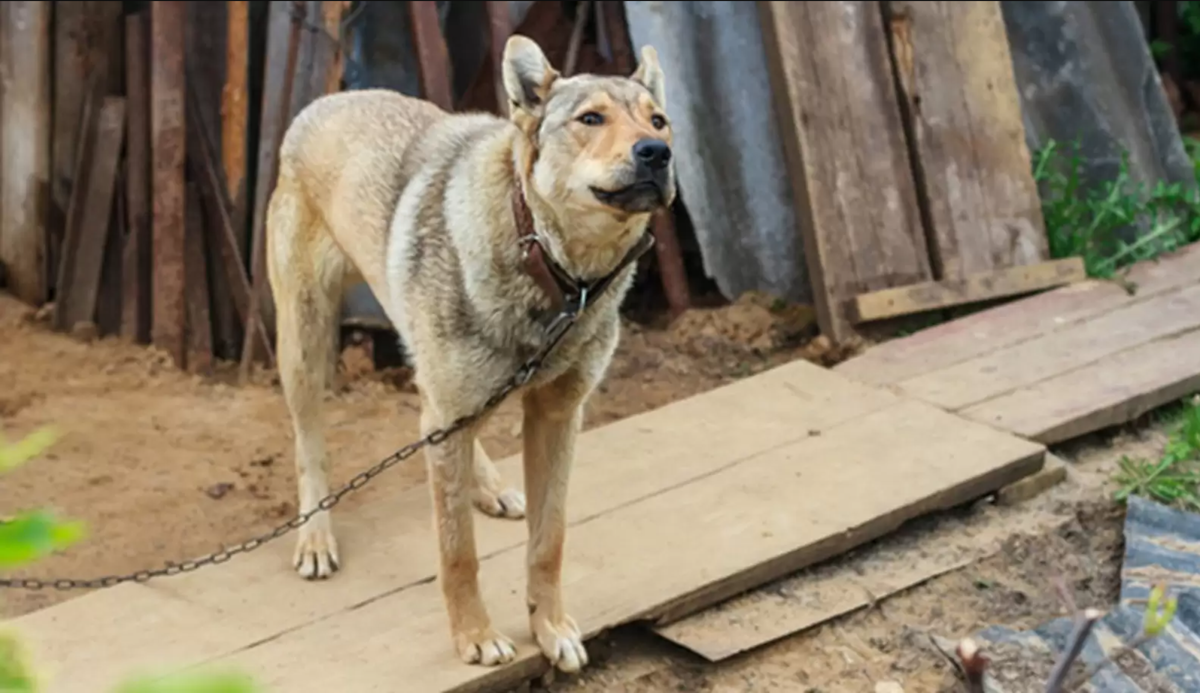 Why Every Dog Deserves to Be Part of Your Indoor Family 🏠🐕 - Animal ...