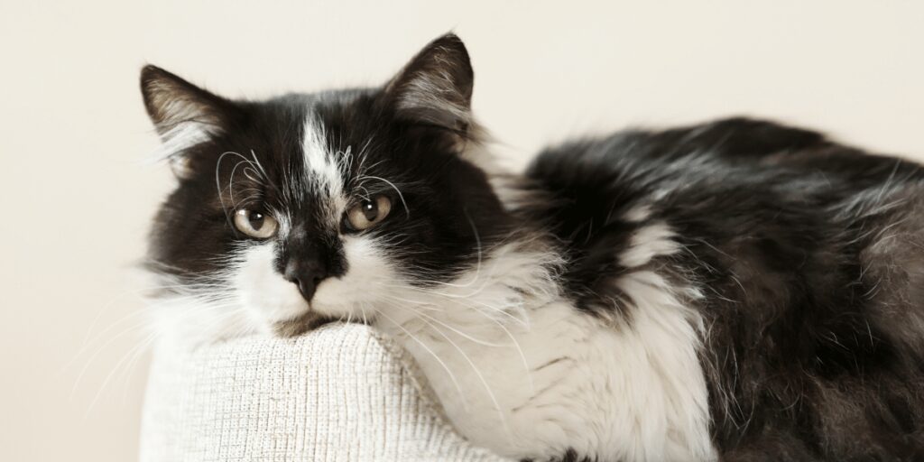 COPD in Cats: Causes, Symptoms, Treatment, and Prevention Tips - Animal ...