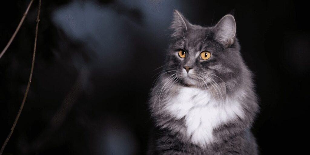 Why Your Cat Is Crepuscular and Not Truly Nocturnal - Animal Reskue Blog