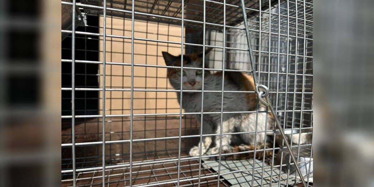 Tiny Kitten Survives Weeks in Shipping Container From China - Animal ...