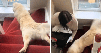 Golden Retriever’s Hilarious Morning Slide Downstairs Delights the ...