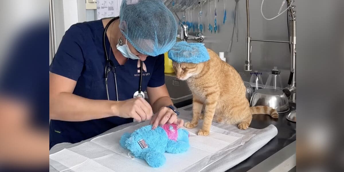 Vet Tech Performs Emergency Surgery on Cat’s Beloved Toy - Animal ...