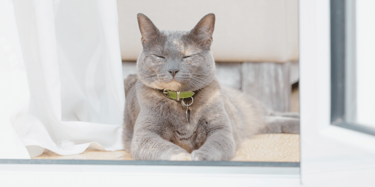 Why Cats Slow Blink and What It Really Means - Animal Reskue Blog