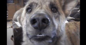 Talking Dog Video Goes Viral as Internet’s Funniest Clip - Animal ...