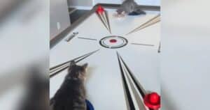 Cats Compete in Hilarious Air Hockey Battle for Feline Supremacy ...