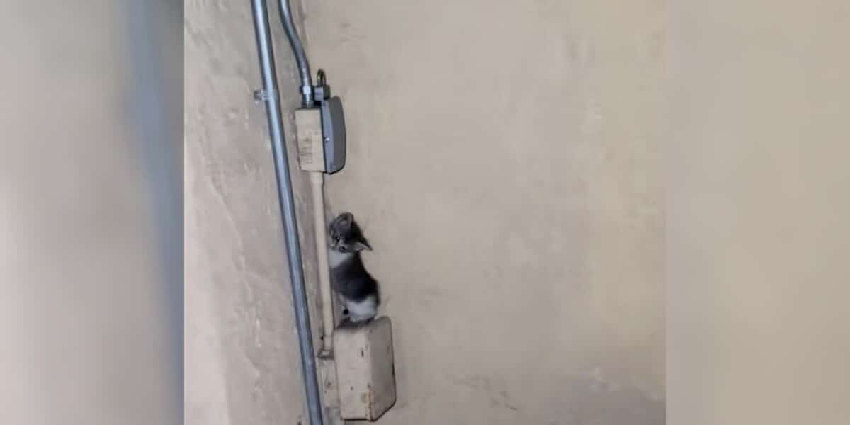 Heroic Woman Rescues Abandoned Baby Crying on Electrical Box - Animal ...