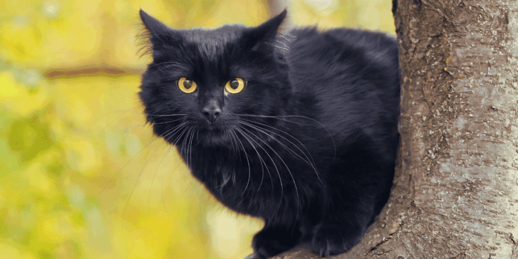 Why Black Cats Are Considered Bad Luck and the Truth - Animal Reskue Blog