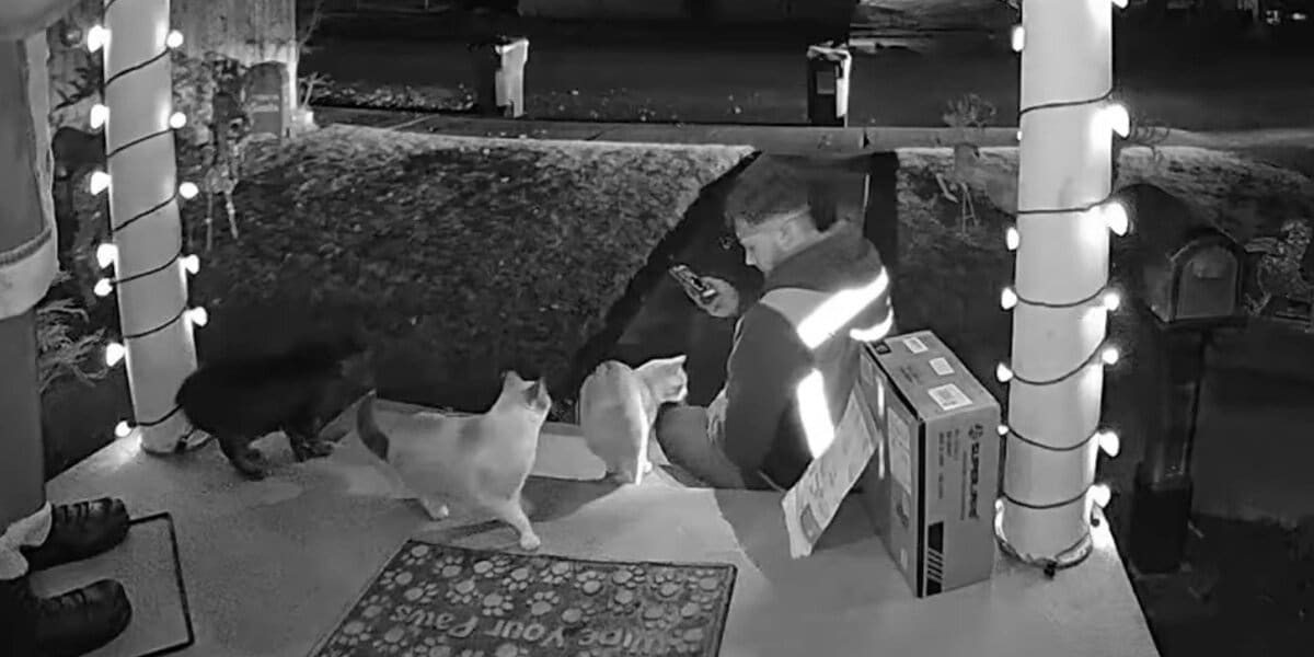 Amazon Driver Caught on Camera Petting Cats During Deliveries - Animal ...